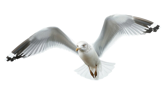 「かもめ」の写真素材 | 791,777件の無料イラスト画像 | Adobe Stock