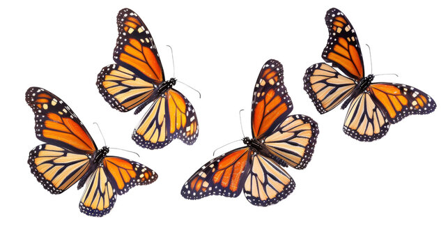 Monarch Images – Browse 610,074 Stock Photos, Vectors, and Video ...