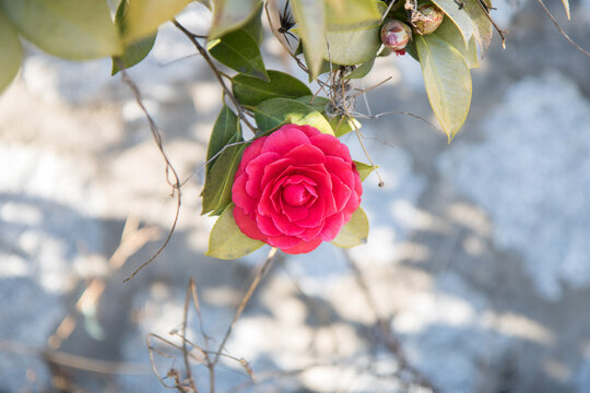 "Camellia Flower" Images – Browse 3,060 Stock Photos, Vectors, and ...