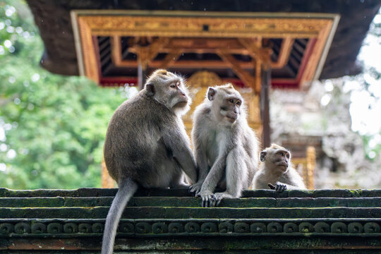 "Macaca Fascicularis" Images – Browse 20,633 Stock Photos, Vectors, and ...