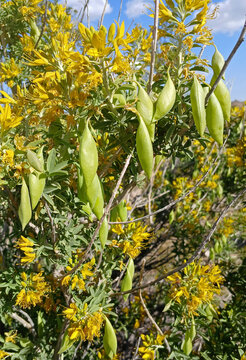 Bladderpod Images – Browse 76 Stock Photos, Vectors, and Video | Adobe ...