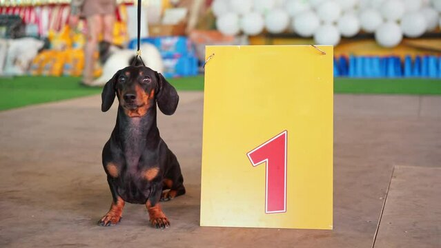 Dogs Competition Images – Browse 53,171 Stock Photos, Vectors, and ...