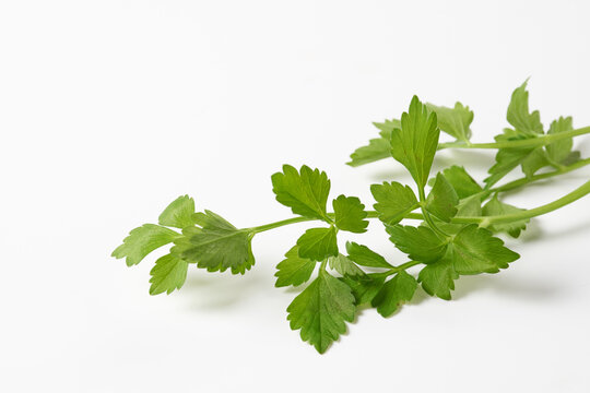 芹 Images – Browse 735 Stock Photos, Vectors, and Video | Adobe Stock