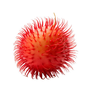 Single Fruit"」の写真素材 | 1,552件の無料イラスト画像 | Adobe Stock