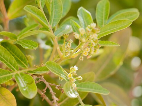 "Pistacia Atlantica" Images – Browse 112 Stock Photos, Vectors, and ...