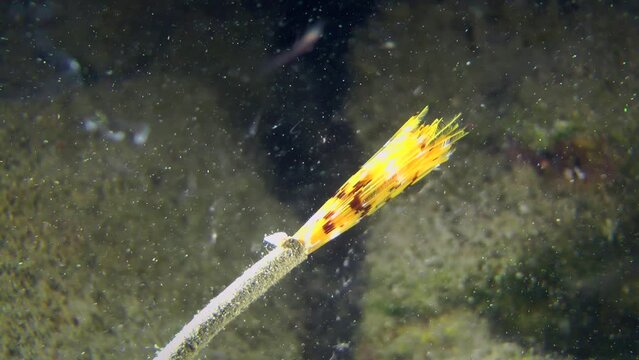 "Feather Duster Worm" Images – Browse 910 Stock Photos, Vectors, and ...