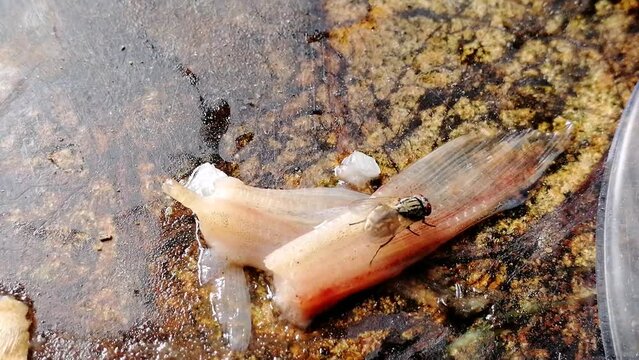 Leprosy Images – Browse 20,271 Stock Photos, Vectors, and Video | Adobe ...