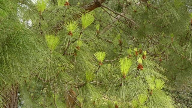 Gymnosperms Images – Browse 3,191 Stock Photos, Vectors, and Video ...