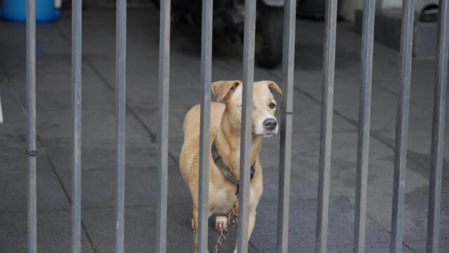Imágenes de "Chained Dog": descubre bancos de fotos, ilustraciones ...