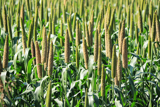 Bajra Images – Browse 1,928 Stock Photos, Vectors, and Video | Adobe Stock