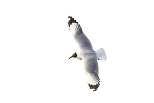 「かもめ」の写真素材 | 791,777件の無料イラスト画像 | Adobe Stock