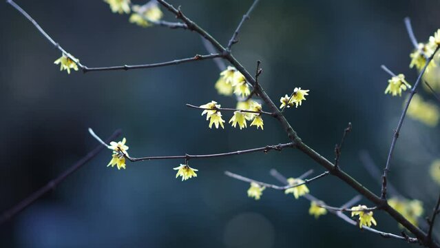 Wintersweet Images – Browse 6,450 Stock Photos, Vectors, and Video ...