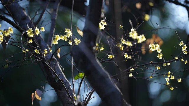 Wintersweet Images – Browse 6,450 Stock Photos, Vectors, and Video ...