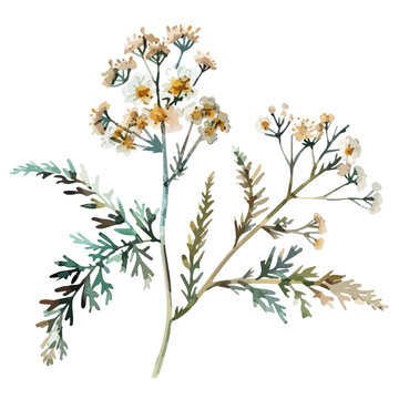 Yarrow Drawing Images – Browse 4,220 Stock Photos, Vectors, and Video ...
