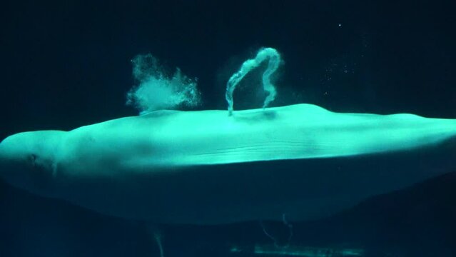 "Beluga Whale" Images – Browse 20,085 Stock Photos, Vectors, and Video ...