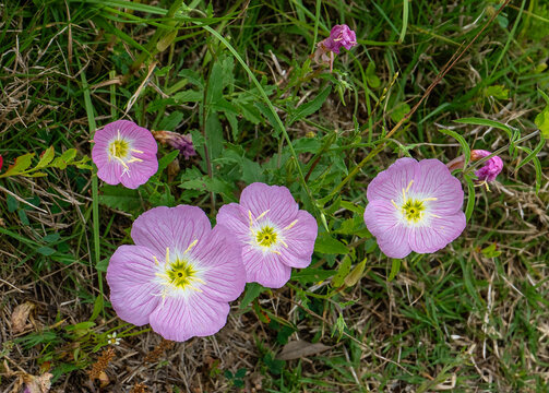 "Pink Evening Primrose" Images – Browse 787 Stock Photos, Vectors, and ...