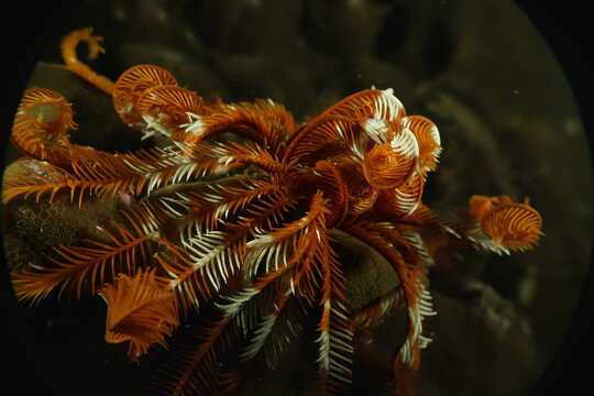 "Feather Star" Images – Browse 1,561 Stock Photos, Vectors, and Video ...