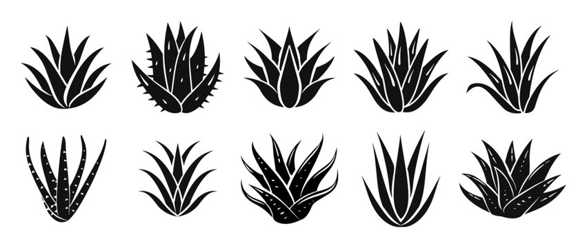 Agave Plant Illustration
