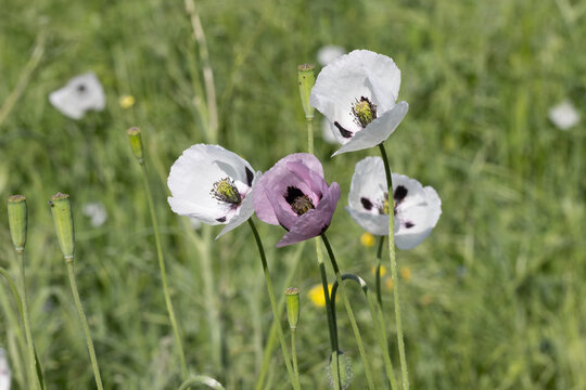 "Opium Images – Browse 38,616 Stock Photos, Vectors, and Video | Adobe ...