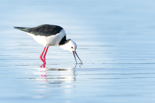 Imágenes de "Pied Stilt": descubre bancos de fotos, ilustraciones ...