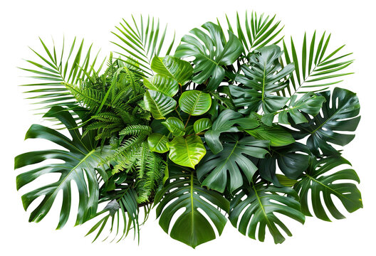 Transparent Backgrounds-Bilder: Stock-Fotos & -Videos. | Adobe Stock