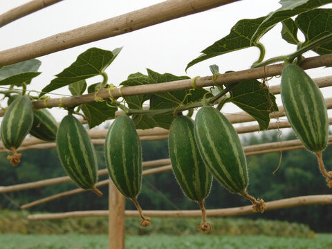 "Pointed Gourd" Images – Browse 969 Stock Photos, Vectors, and Video ...