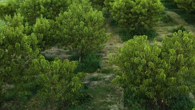 Sickle-Cell - Images et vidéos libres de droits | Adobe Stock