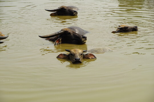 "Water Ox"-Bilder: Stock-Fotos & -Videos. | Adobe Stock