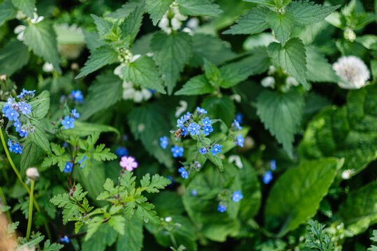 "Robert-Bilder: Stock-Fotos & -Videos. | Adobe Stock