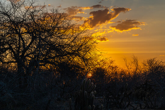 Caatinga Imagens – Procure 5,209 fotos, vetores e vídeos | Adobe Stock