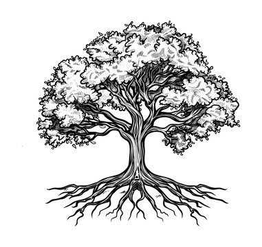 Tree Roots Drawing Color