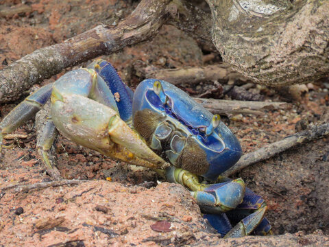 "Mangrove Crab" Images – Browse 863 Stock Photos, Vectors, and Video ...