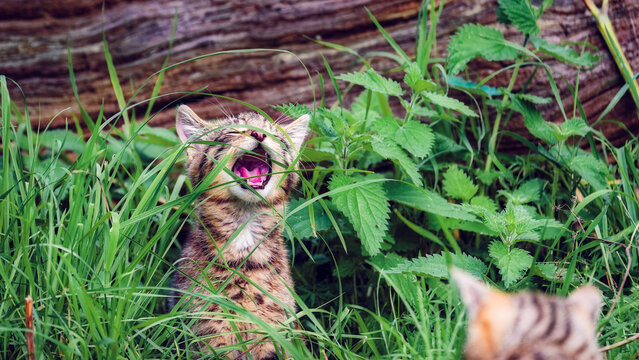 "Scottish Wildcat" Images – Browse 507 Stock Photos, Vectors, and Video ...