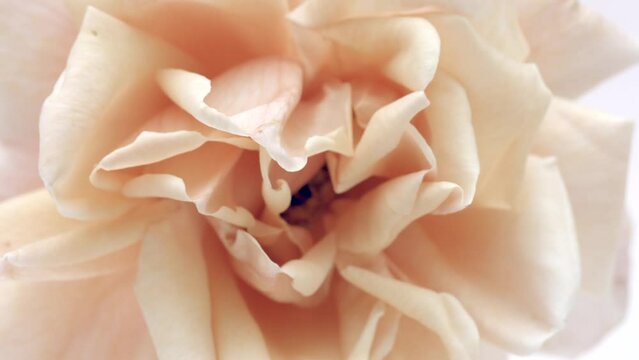 "Rose Flower" Images – Browse 34,702 Stock Photos, Vectors, and Video ...