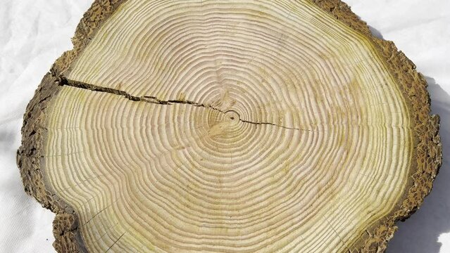 "Annual Ring" Images – Browse 76,015 Stock Photos, Vectors, and Video ...