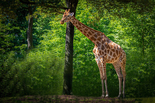 Ralph Lear Fotos, Bilder, Stockmedien | Adobe Stock