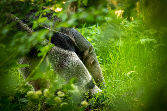 Ralph Lear Fotos, Bilder, Stockmedien | Adobe Stock