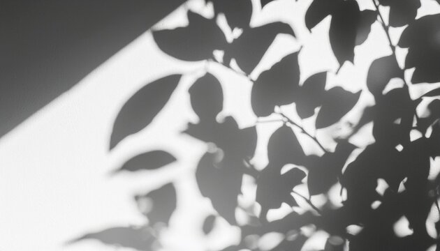 Drop Shadow Images – Browse 203,794 Stock Photos, Vectors, and Video ...