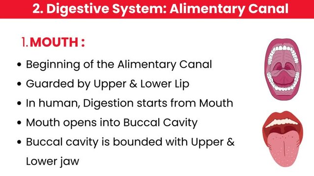 Digestive System Mouth Images – Browse 6,061 Stock Photos, Vectors, and ...