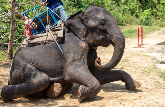 "Elephant Rider" Images – Browse 97 Stock Photos, Vectors, and Video ...