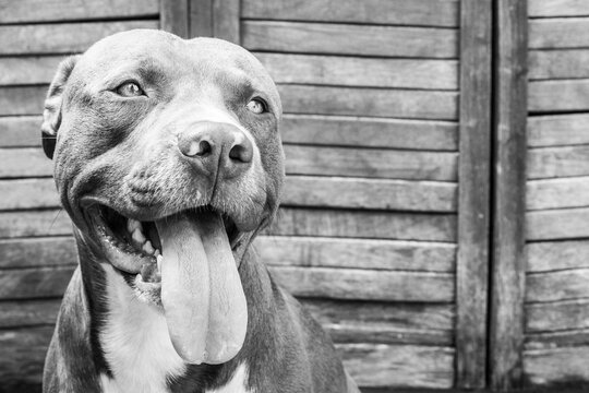 "Tongue Out"-Bilder: Stock-Fotos & -Videos. | Adobe Stock