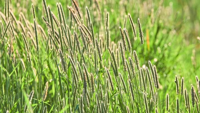 America Australia Images – Browse 137,877 Stock Photos, Vectors, and ...