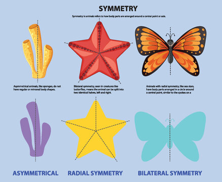 "Bilateral Symmetry" Images – Browse 2,372 Stock Photos, Vectors, and ...