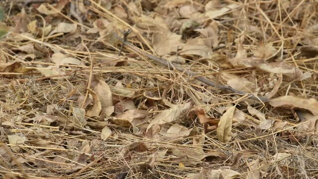 "Grey Partridge" Imagens – Procure 1,717 fotos, vetores e vídeos ...