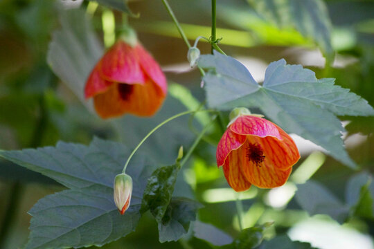 Abutilon Images – Browse 1,767 Stock Photos, Vectors, and Video | Adobe ...