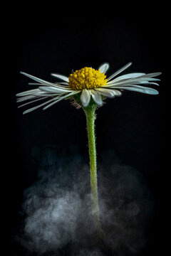 Ralph Lear Fotos, Bilder, Stockmedien | Adobe Stock