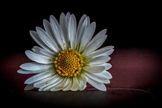 Ralph Lear Fotos, Bilder, Stockmedien | Adobe Stock