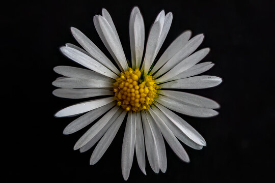 Ralph Lear Fotos, Bilder, Stockmedien | Adobe Stock