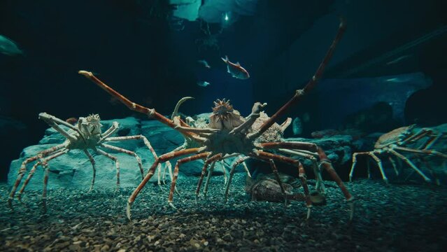 "Japanese Spider Crab" Images – Browse 994 Stock Photos, Vectors, and ...
