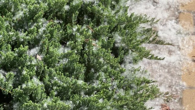 "Juniper Bush" - Images et vidéos libres de droits | Adobe Stock